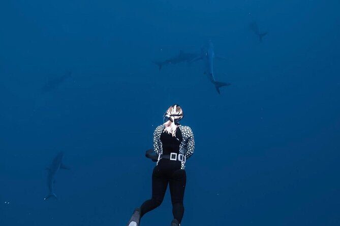 Shark Diving and Snorkeling in Oahu Hawaii - The Encounter: Sharks in Their Natural Habitat