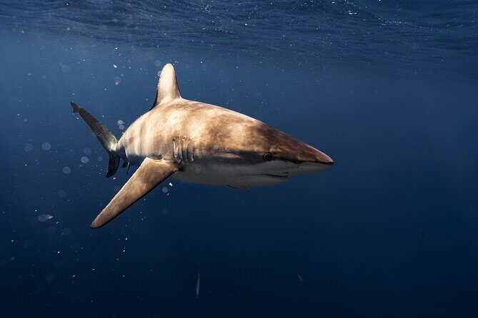 Shark Diving and Snorkeling in Oahu Hawaii - Meeting Points and Practicalities