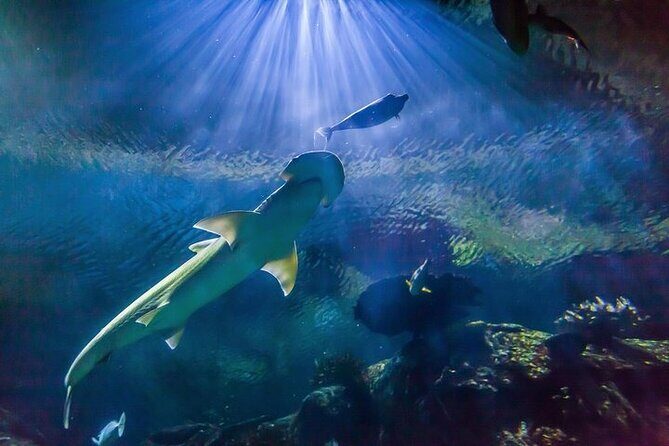 Shark Reef at Mandalay Bay Hotel and Casino - Introduction: A Closer Look at Shark Reef at Mandalay Bay