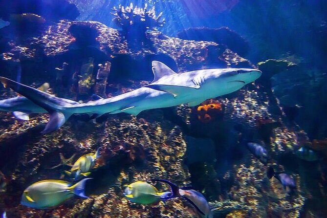 Shark Reef at Mandalay Bay Hotel and Casino - Who Should Consider This Tour?
