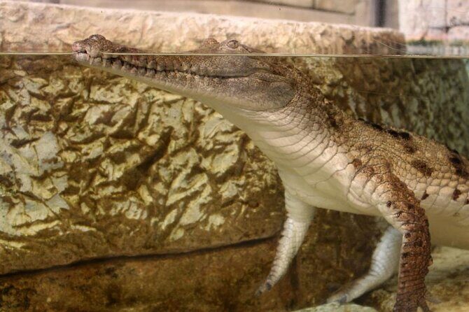 Shark Reef at Mandalay Bay Hotel and Casino - The Sum Up