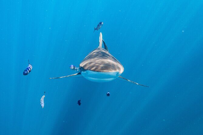 Shark Safari & Snorkel Adventure in Cabo San Lucas - Key Points