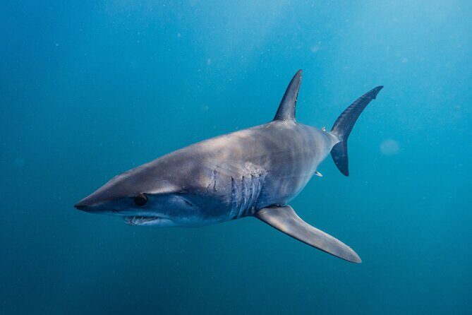 Shark Safari & Snorkel Adventure in Cabo San Lucas - Who Will Love This Tour?