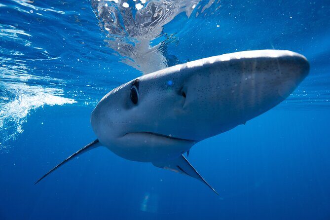 Shark Safari & Snorkel Adventure in Cabo San Lucas - Final Thoughts