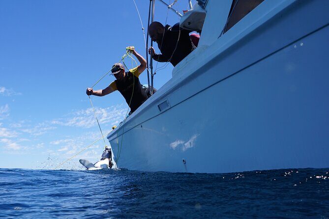 Shark Safari & Snorkel Adventure in Cabo San Lucas - Frequently Asked Questions