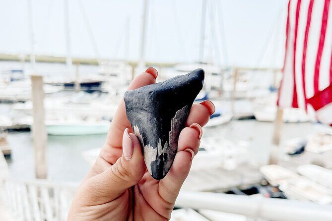 Shark Tooth and Shell Hunting Tour in Charleston, SC - Key Points