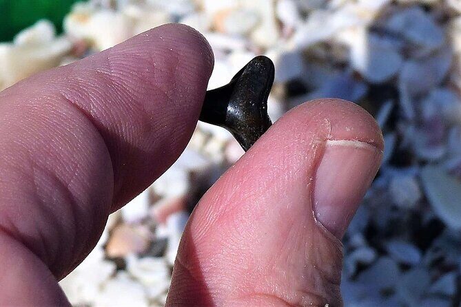 Shark Tooth and Shell Hunting Tour in Charleston, SC - Exploring Charleston’s Coastal Charm from the Water