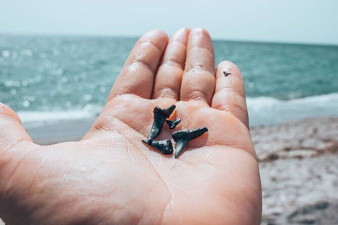 Shark Tooth and Shell Hunting Tour in Charleston, SC - What Travelers Are Saying