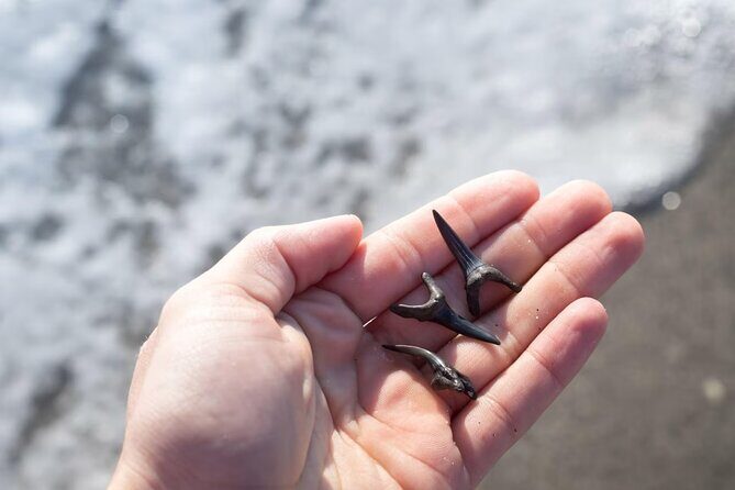 Shark Tooth and Shell Hunting Tour in Charleston, SC - The Sum Up