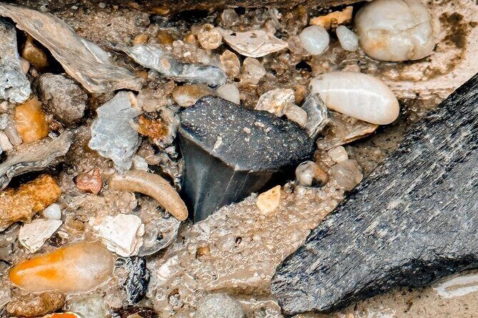 Shark Tooth and Shell Hunting Tour in Charleston, SC - FAQ