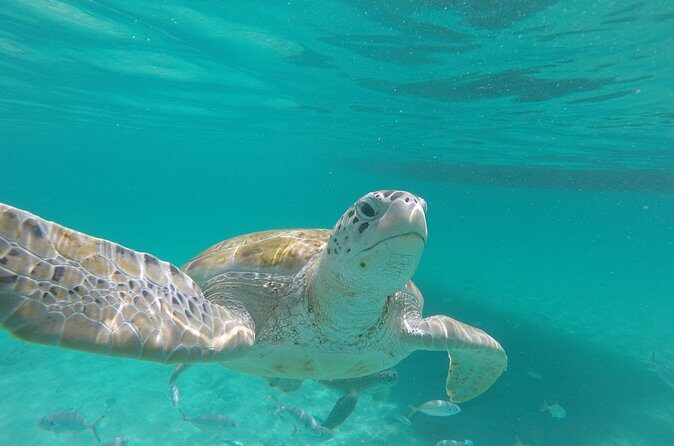 Shasa Catamaran Cruises Limited Numbers 3 Hour Sail and Snorkel - The Drawbacks and Considerations