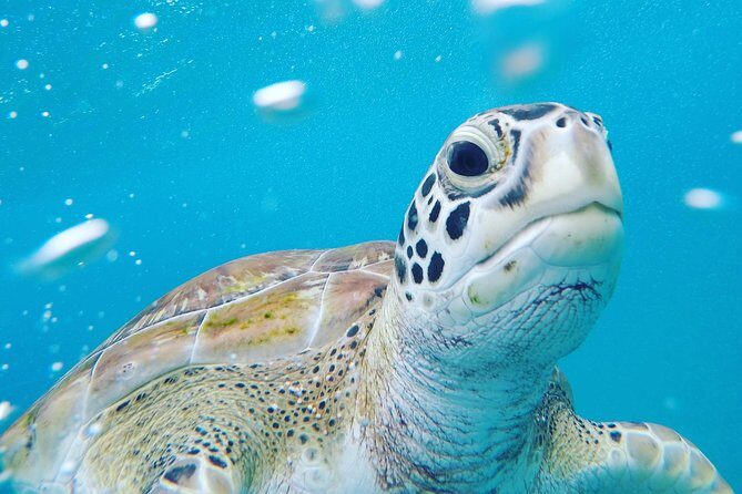 Shasa private catamran sailing cruise, Snorkel with turtles. - The Itinerary: What to Expect During Your Day on the Water
