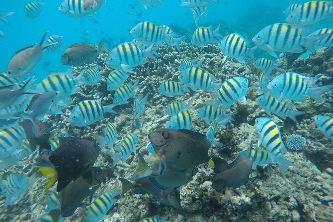 Shasa private catamran sailing cruise, Snorkel with turtles. - Booking & Practical Details