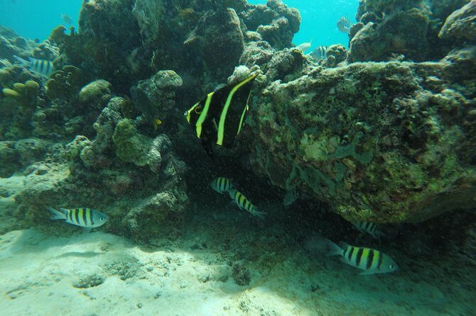 Shasa private catamran sailing cruise, Snorkel with turtles. - Who Should Book This Tour?