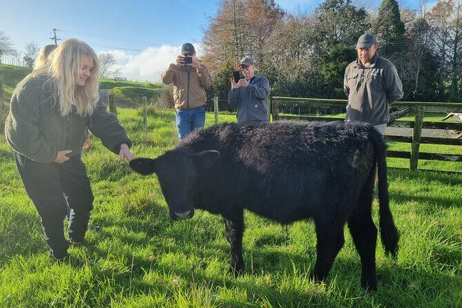 Sheep & Beef Working Farm Private Tour - The Rural Lunch: A Taste of New Zealand