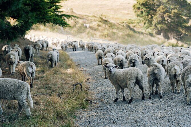 Sheep Farm Day Trip from Christchurch + Lunch and Winery visit. - Who Is This Tour Best For?