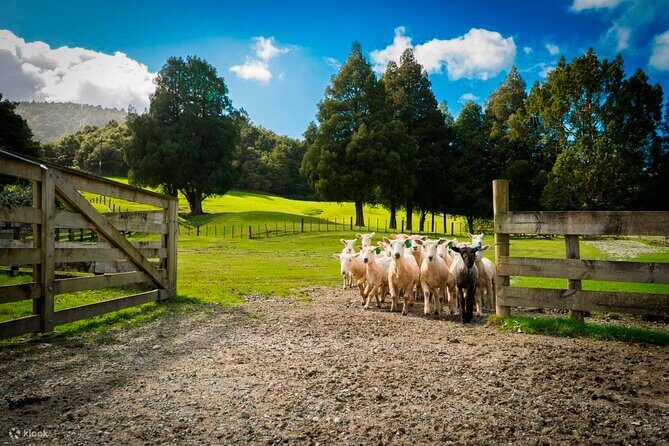 Sheep Shearing and Auckland City Highlights Tour with Lunch - Introduction: A Well-Rounded Day in Auckland