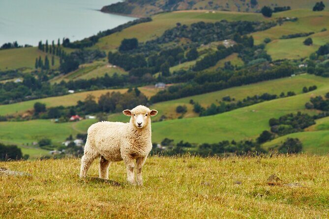 Sheep Shearing and Auckland City Highlights Tour with Lunch - Who Should Consider This Tour?