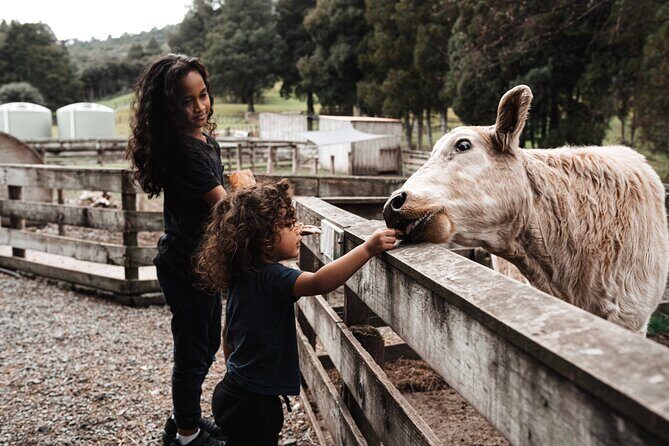 Sheep Shearing and Auckland City Highlights Tour with Lunch - Final Thoughts