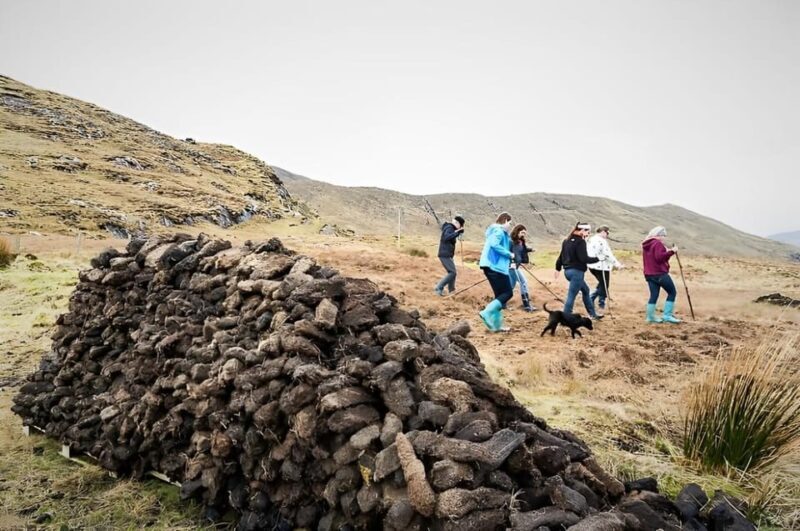 Sheepdog herding demo on working sheep farm. Galway. Guided. - Key Points