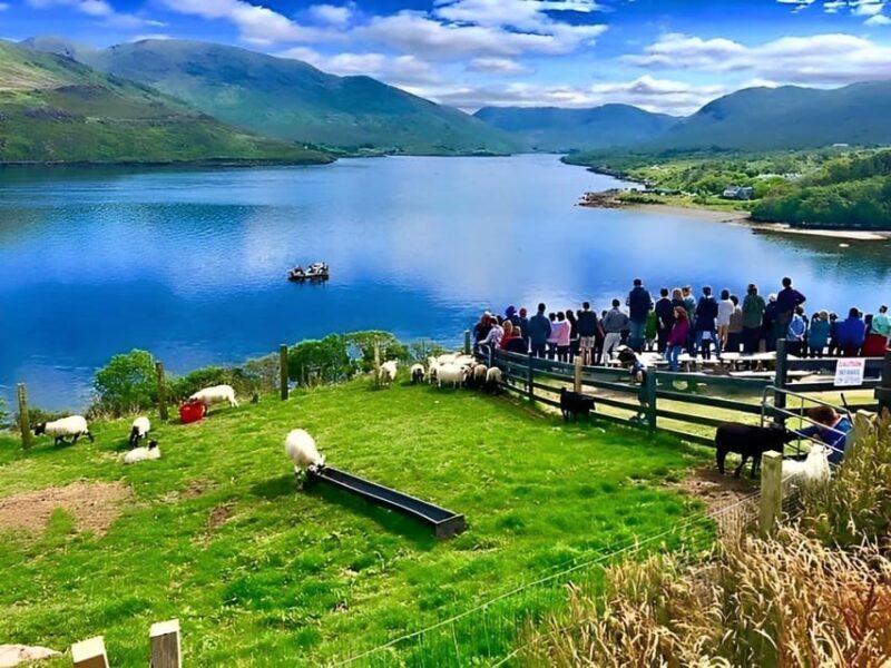 Sheepdog herding demo on working sheep farm. Galway. Guided. - A Detailed Look at the Galway Sheep Farm Tour