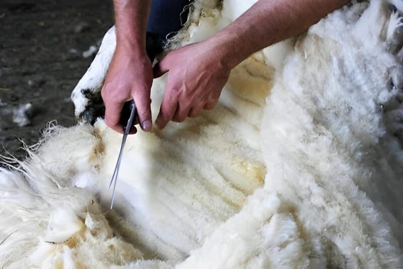 Sheepdog herding demo on working sheep farm. Galway. Guided. - FAQ