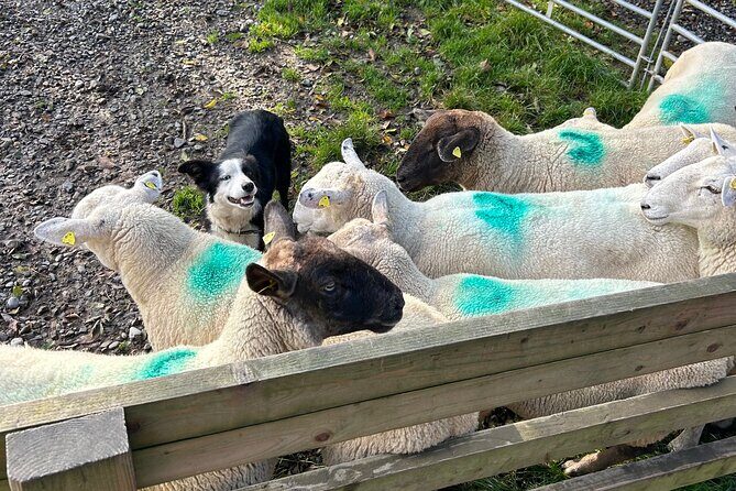 Sheepdogs in the countryside, authentic Dubliners city tour combo - Whats Included and Whats Not