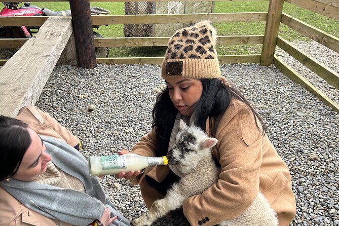 Sheepdogs in the countryside, authentic Dubliners city tour combo - Authentic Experiences and Personal Touches