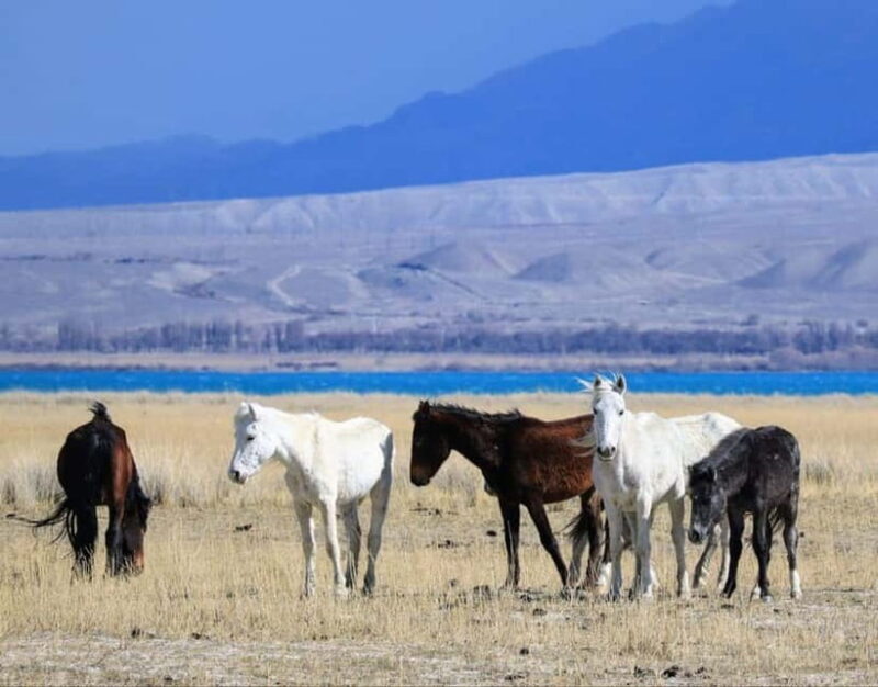 Shell beach Turtle head and Kok-Moinok canyons - The Practical Side: What’s Included and What’s Not