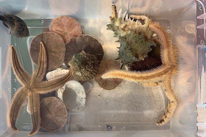 Shell Island Dolphin and Snorkel Boat Tour - An In-Depth Look at the Shell Island Dolphin and Snorkel Boat Tour