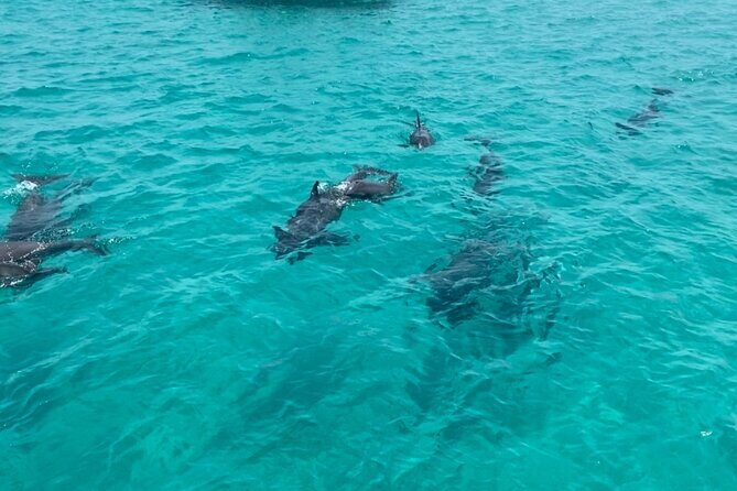Shell Island Dolphin Sightseeing Boat Tour in Panama City Beach - Final Words