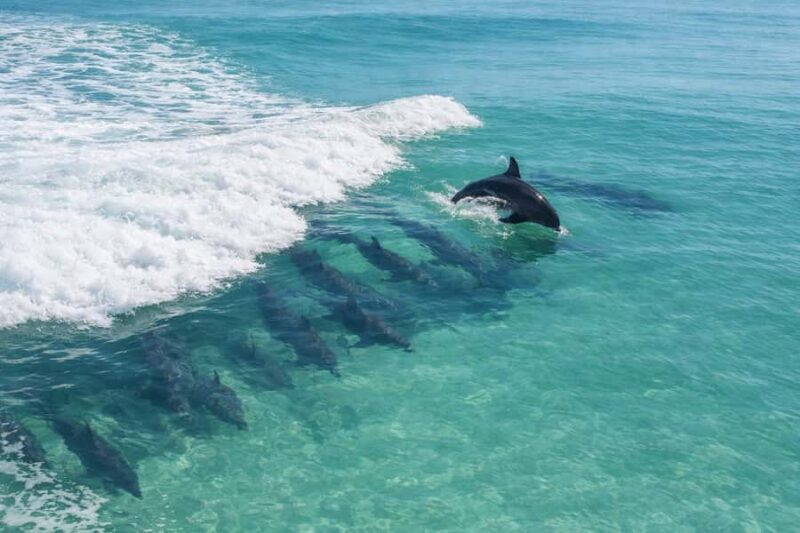 Shell Island Nature & Marine Viewing Tour - Frequently Asked Questions