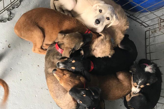 Shelter Visit & Tour - The Sum Up: Who Will Love This Experience?