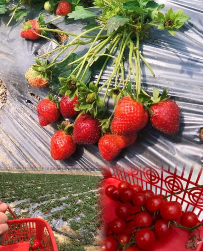 Shenzhen East: Dapeng Fortress, Temple, and Beach Day Tour - How the Experience Feels for Travelers