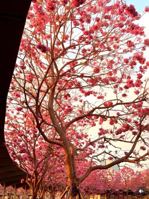 Shenzhen: Qianhai Bay to Happy Harbor Nature Walking Tour - FAQ