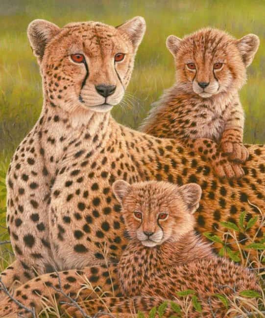 Sheopur: Kuno National Park Jeep jungle Safari - FAQs