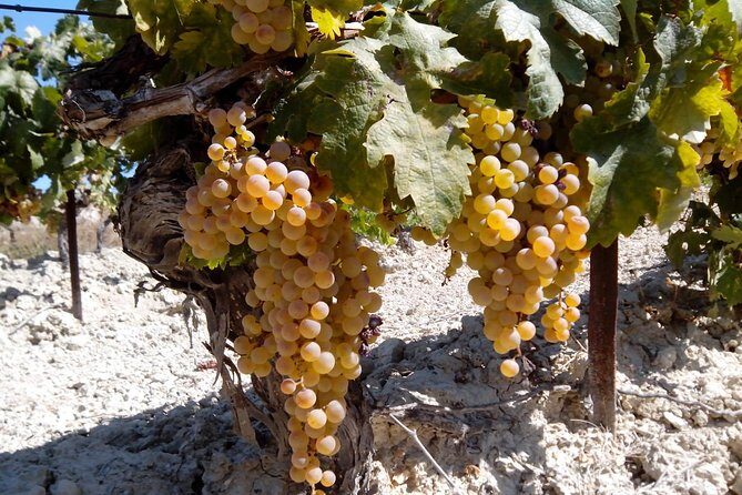 Sherry Experience in the Vineyard - Practical Tips for Visitors