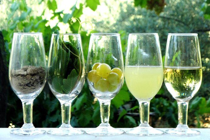 Sherry Experience in the Vineyard - The Sum Up