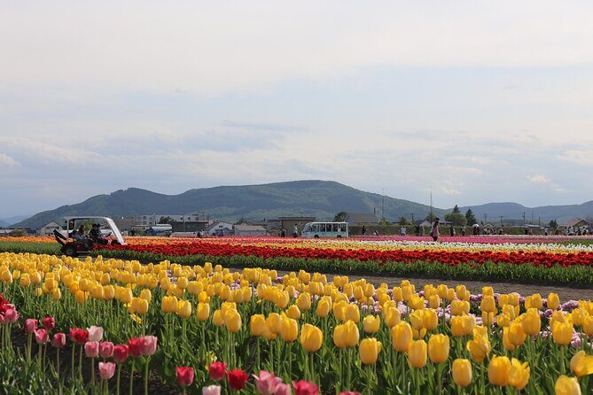 [Shibazakura / Tulip] Going by private car, Shibazakura Takinoue Park and Kamiyubetsu Tulip Park (from Sapporo) - An Honest Breakdown of the Tour