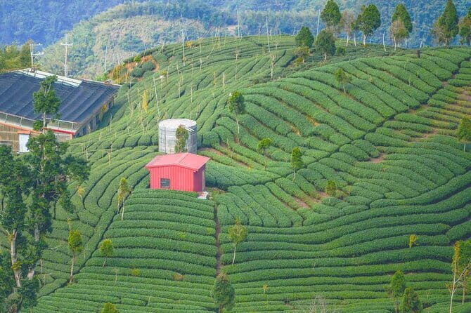 Shiding Tea Township Half-Day Tour from Taipei - An In-Depth Look at the Tour Experience