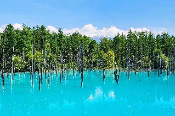 Shikisai-no-Oka Fairy Terrace Tour, optional lunch from Sapporo - Key Points