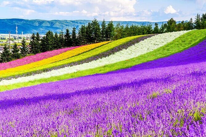 Shikisai-no-Oka Fairy Terrace Tour, optional lunch from Sapporo - The Itinerary in Detail: What You Can Expect