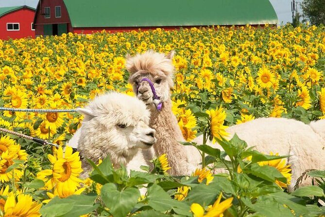 Shikisai-no-Oka Fairy Terrace Tour, optional lunch from Sapporo - Who Should Consider This Tour?