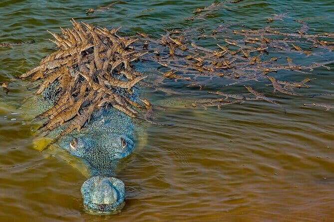 Shimla Queen Of Hills Tour Package 3 Days By Car - The Sum Up