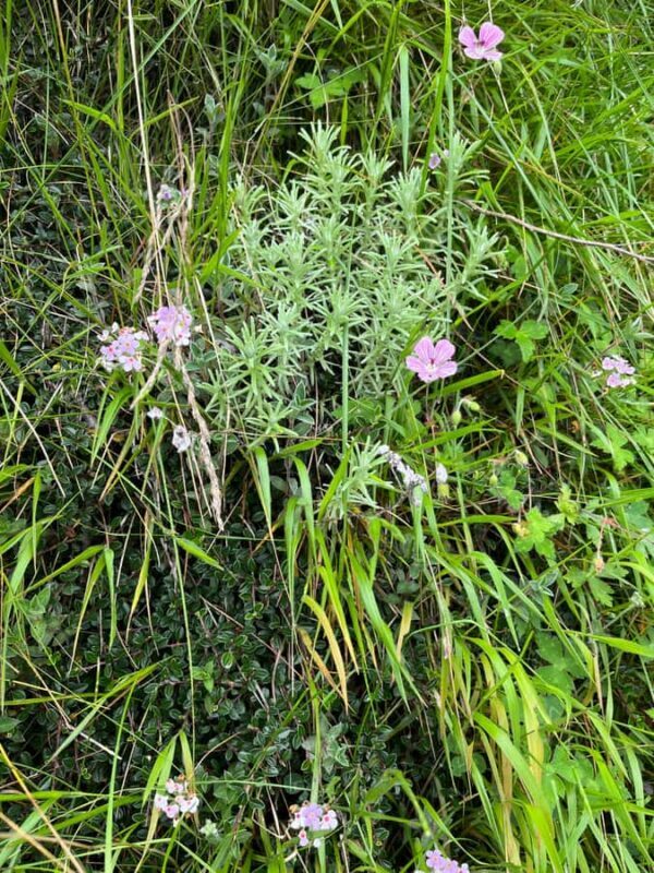 Shimla: Shali Tibba Guided Hike with Scenic Views - The Sum Up