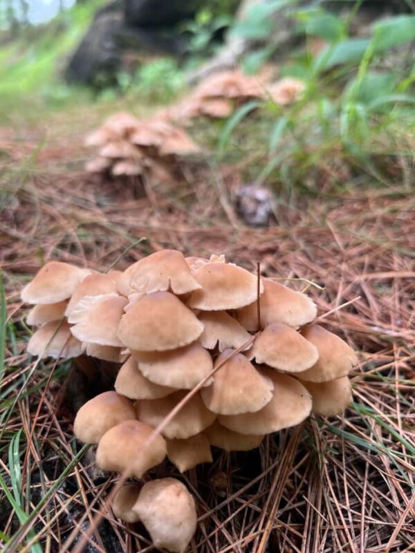 Shimla: Shali Tibba Guided Hike with Scenic Views - FAQ