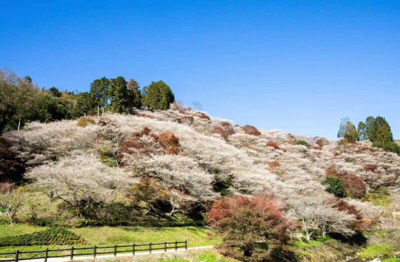 Shin-Toyota: Korankei/Obara Bus Tour with Persimmon Tasting - Key Points