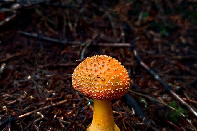 Shining Rock Guided Tour - What to Expect and Why It Matters