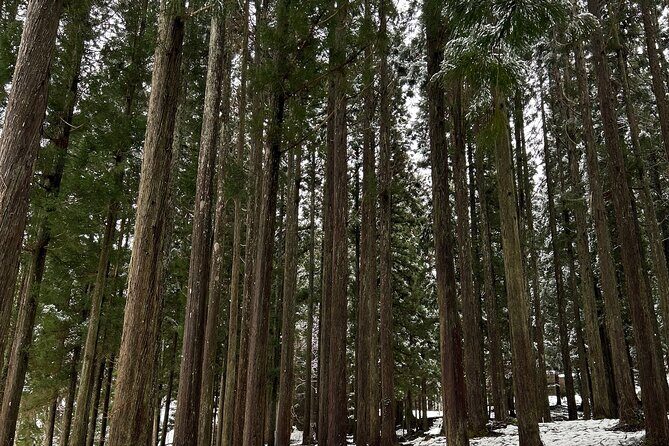 SHIRAKAWAGO Daytour with Hotel Pick-up and Drop off from Nagoya - Key Points