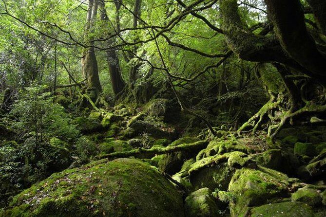 Shiratani-Unsuikyo Trekking Tour in Yakushima Island - Introduction: An Authentic Yakushima Adventure